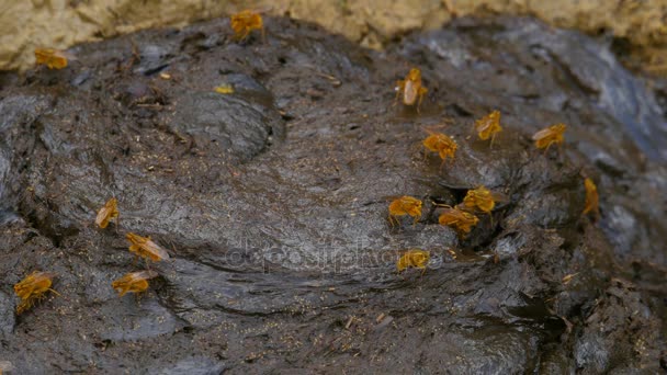 501 Vomiting Videos, Royalty-free Stock Vomiting Footage | Depositphotos