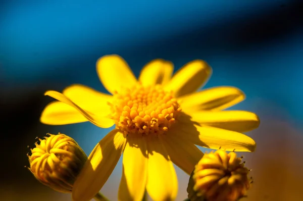 White Daisy Close View — Stock Photo © denpovstin.gmail.com #376400128