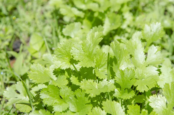 Planta de cilantro fotos de stock, imágenes de Planta de cilantro sin ...