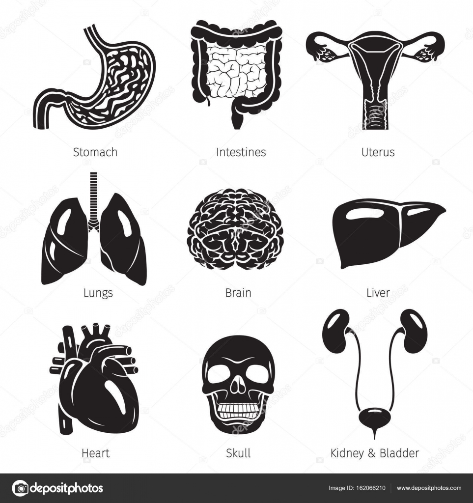 Human Internal Organs Objects Icons Set, Monochrome Stock Vector by ...