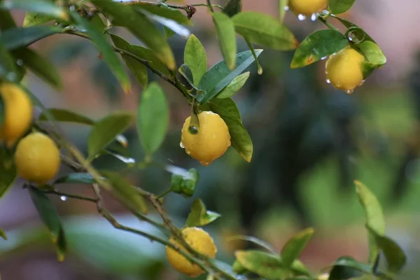 Lemon trees Stock Photos, Royalty Free Lemon trees Images | Depositphotos