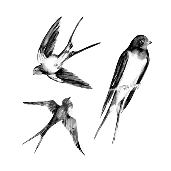 Watercolor Painting Swallow Bird Sketch Art Illustration — Stock Photo ...