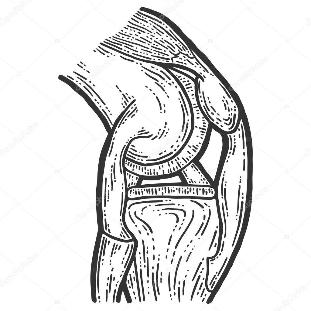 Anatomía. Estructura articulación rodilla vector boceto rayado tablero ...