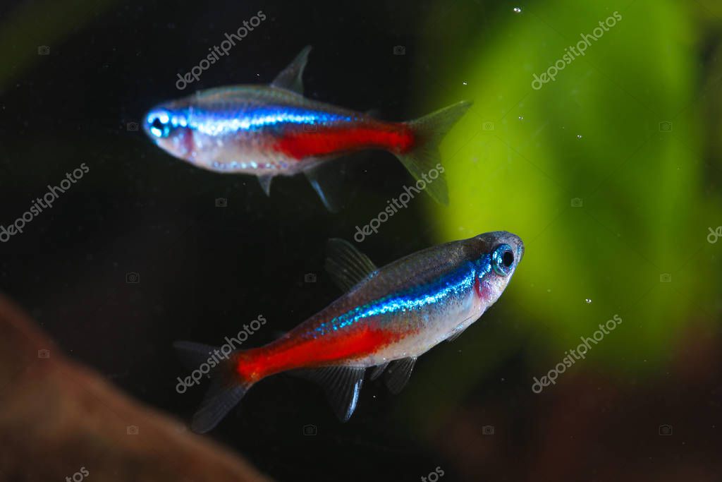 Dos peces de acuario Neon tetra Paracheirodon innesi 2024