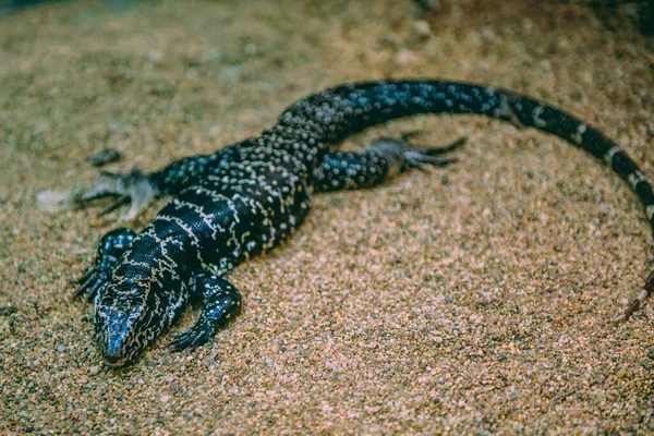Lagarto do mar negro Stock Photos, Royalty Free Lagarto do mar negro ...