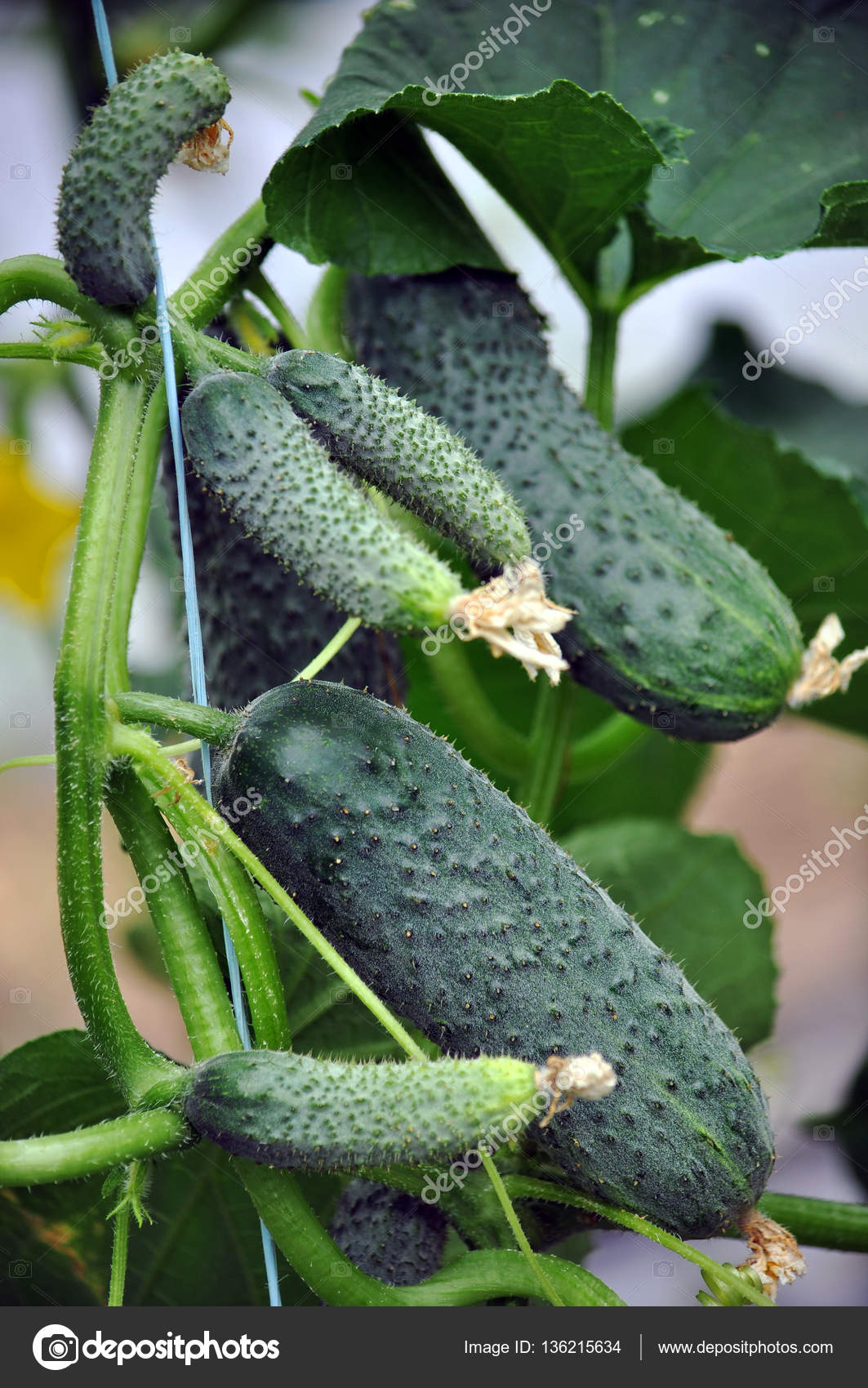 Fruits cucumbers in greenhouses_16 — Stock Photo © orestligetka.ukr.net ...
