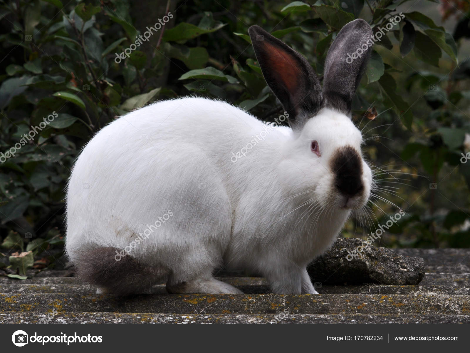 Californian breed of rabbits Stock Photo by ©orestligetka.ukr.net 170782234