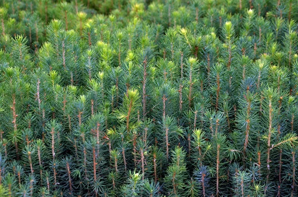 Planted pine Stock Photos, Royalty Free Planted pine Images | Depositphotos