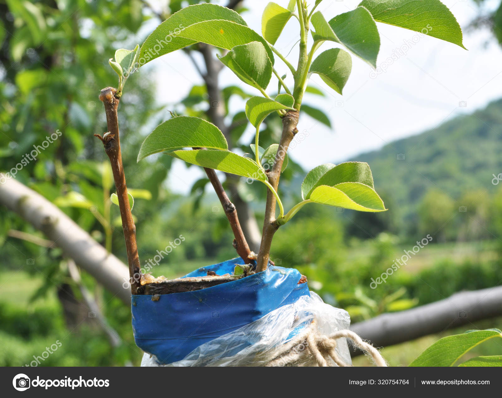 Fruit tree inoculated. — Stock Photo © orestligetka.ukr.net #320754764