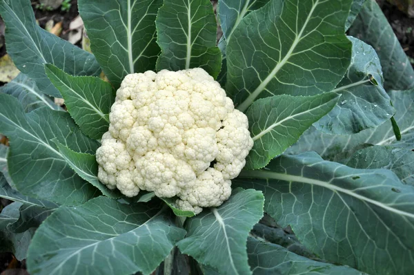 Cauliflower field Stock Photos, Royalty Free Cauliflower field Images ...