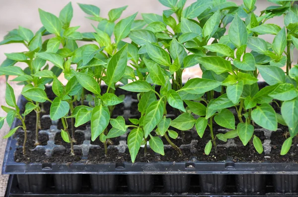 Of sweet pepper seedlings Stock Photos, Royalty Free Of sweet pepper ...