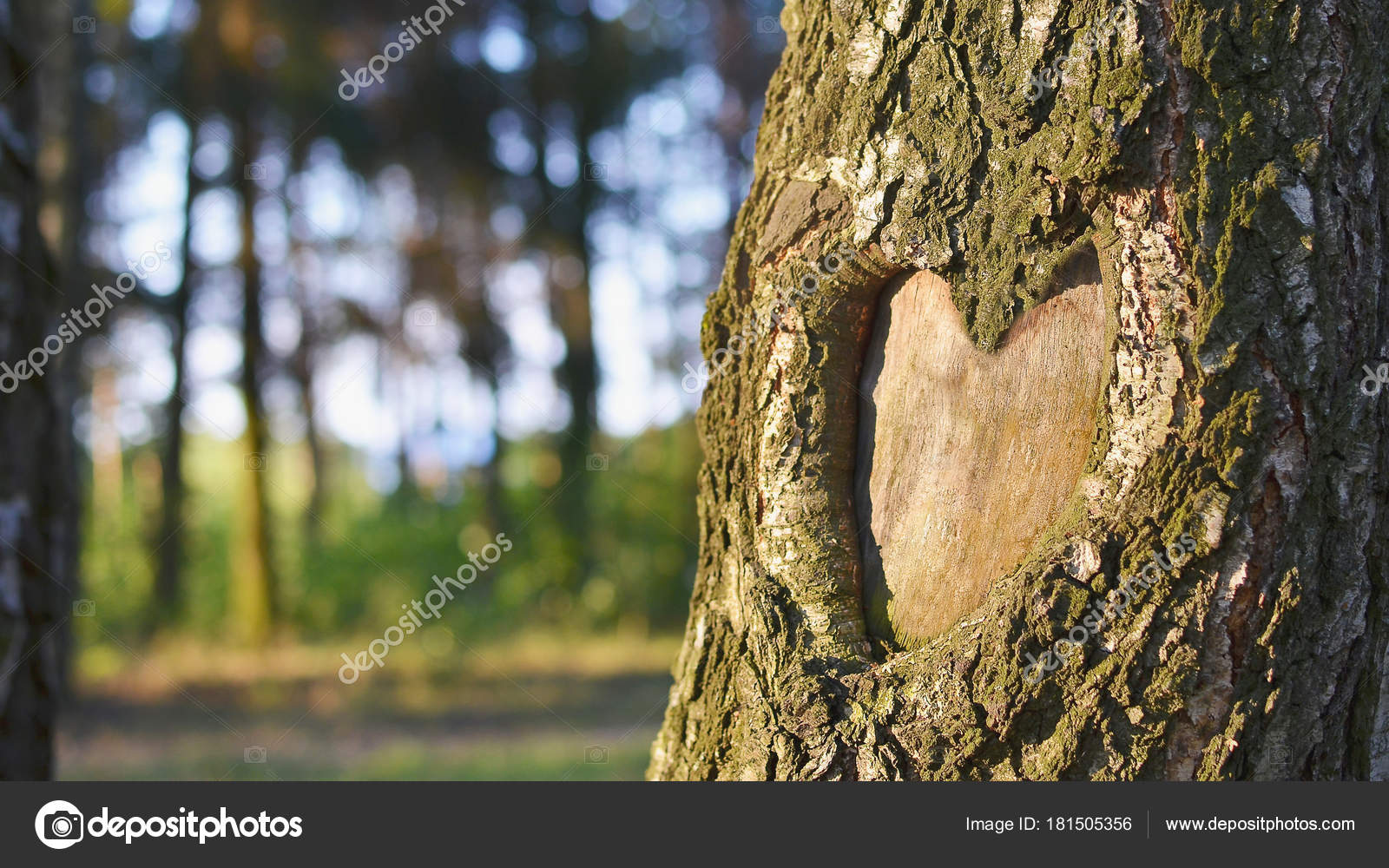 Natural Heart Formed Tree Trunk Vibrant Green Forest Valentine Day ...