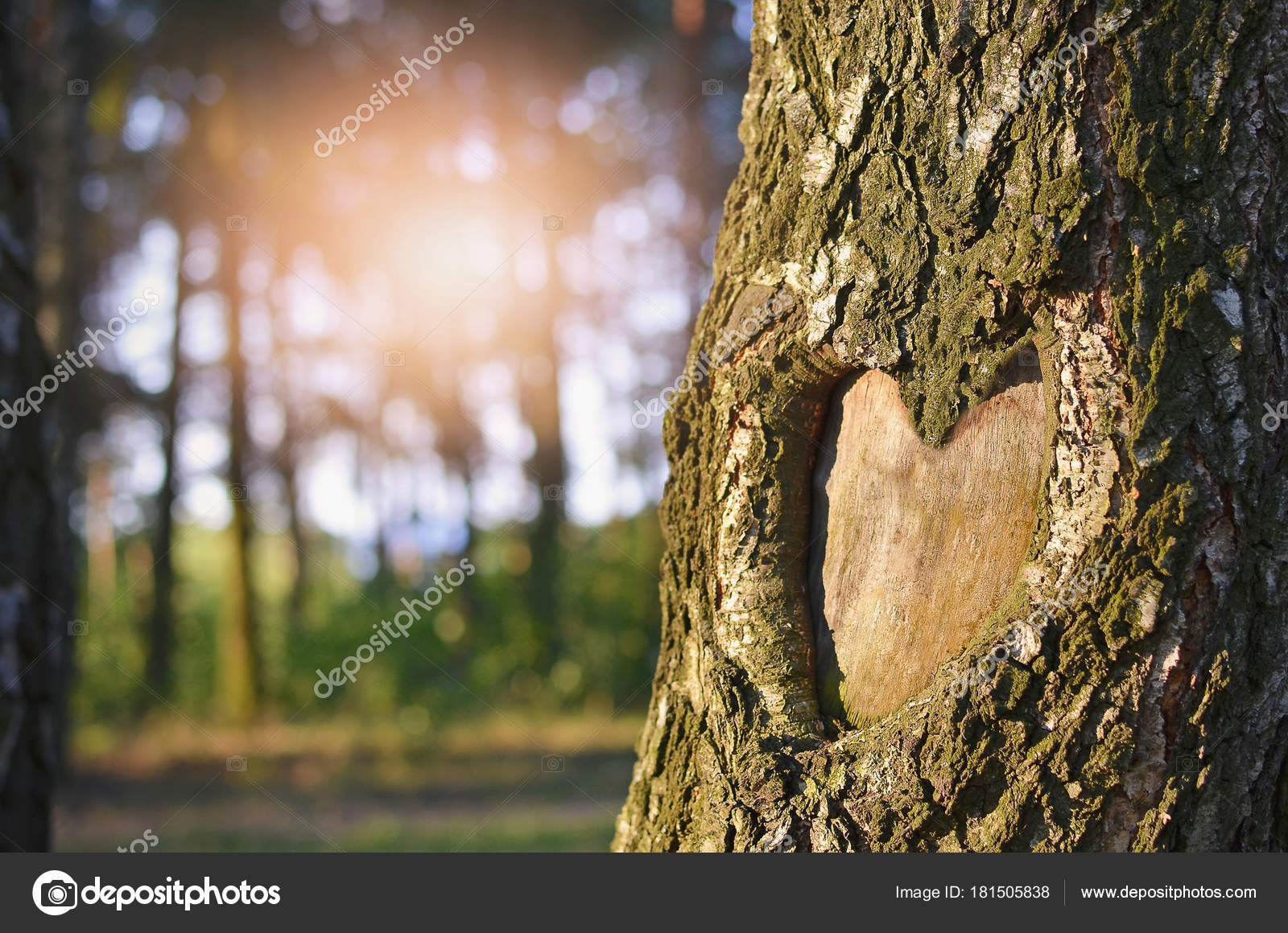 Natural Heart Formed Tree Trunk Vibrant Green Forest Valentine Day ...