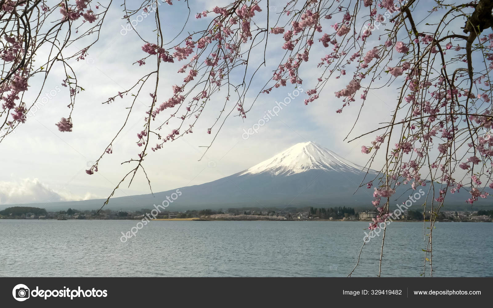 Wind moves branches of sakura at mt fuji in kawaguchiko japan — Stock ...