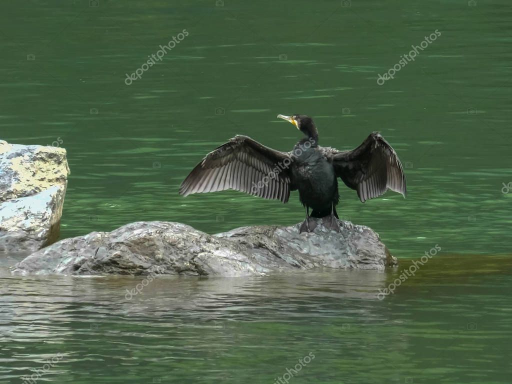 cormorán japonés seca sus alas en el río Katsura en Kyoto 2022
