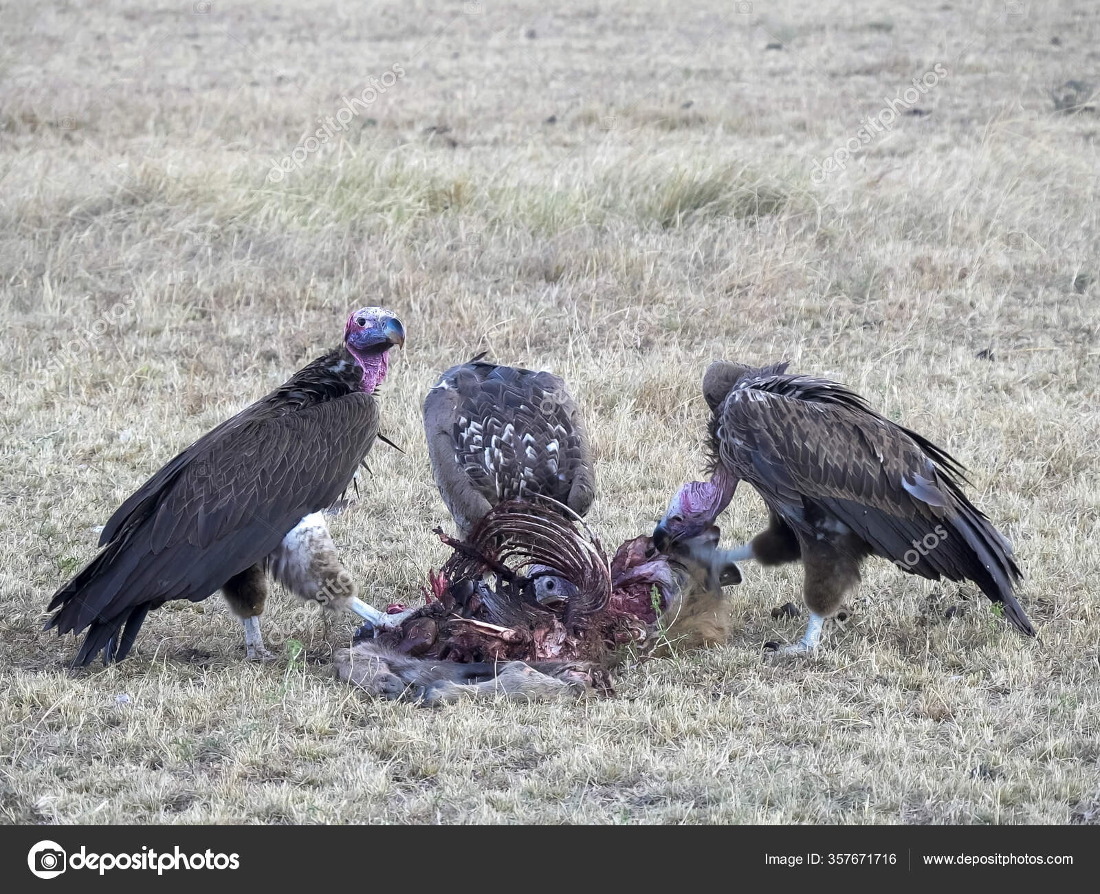 Vultures Feeding