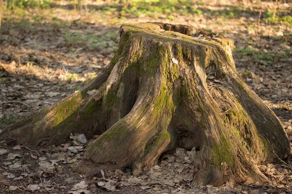 Tree trunk roots Stock Photos, Royalty Free Tree trunk roots Images ...