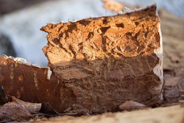 Termite — Stock Photo © apichart #31274361