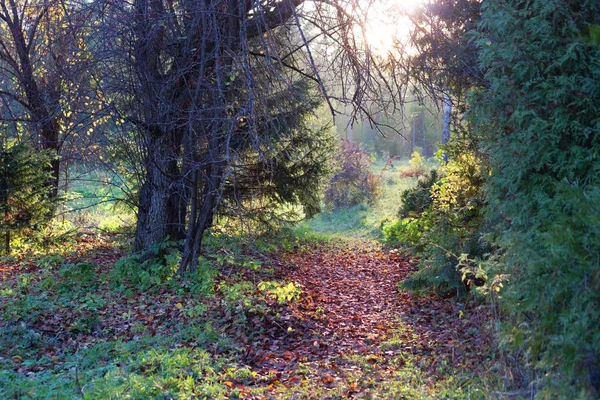 magic forest path - Stock Image - Everypixel