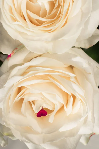 White roses closeup Stock Photos, Royalty Free White roses closeup ...