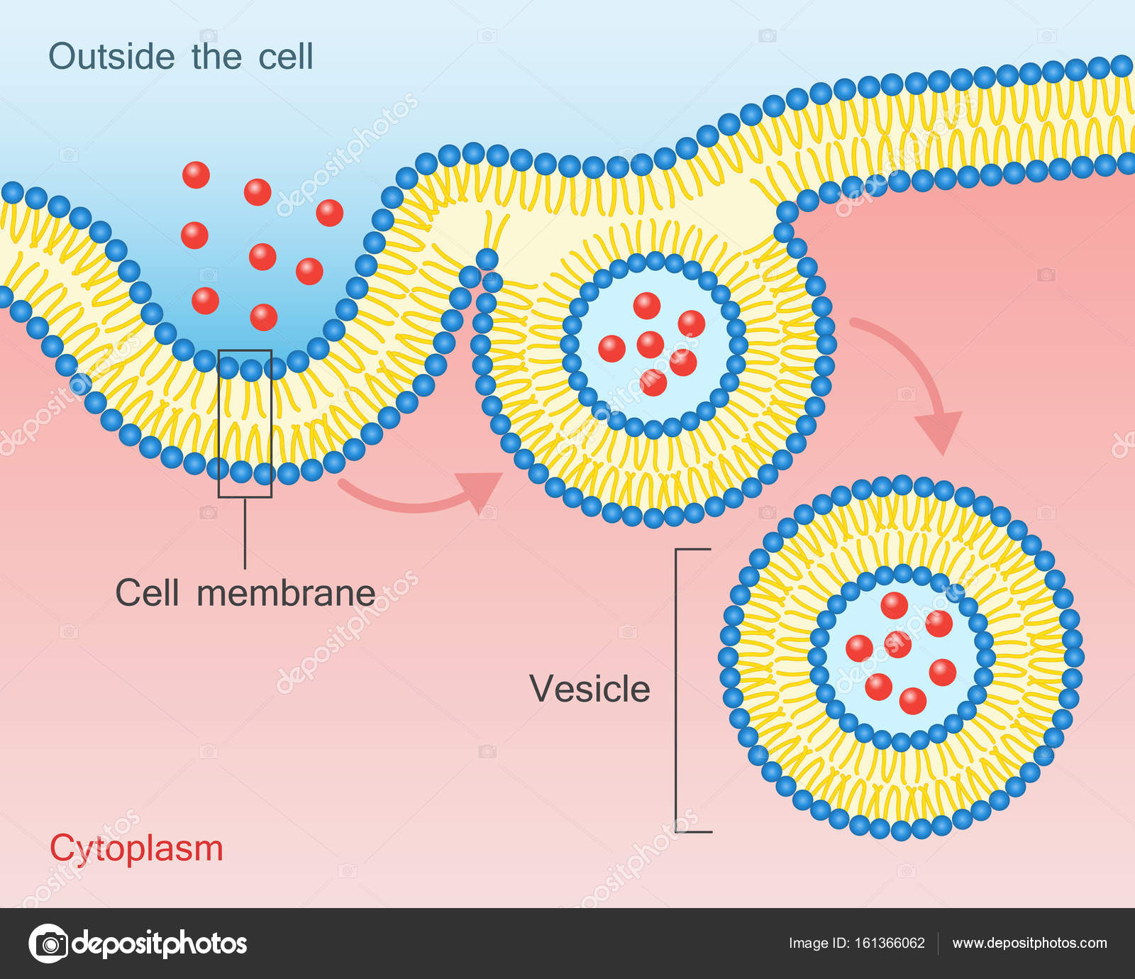 Endocytosis Vesicle Transport Cell Membrane Stock Vector Image by ...