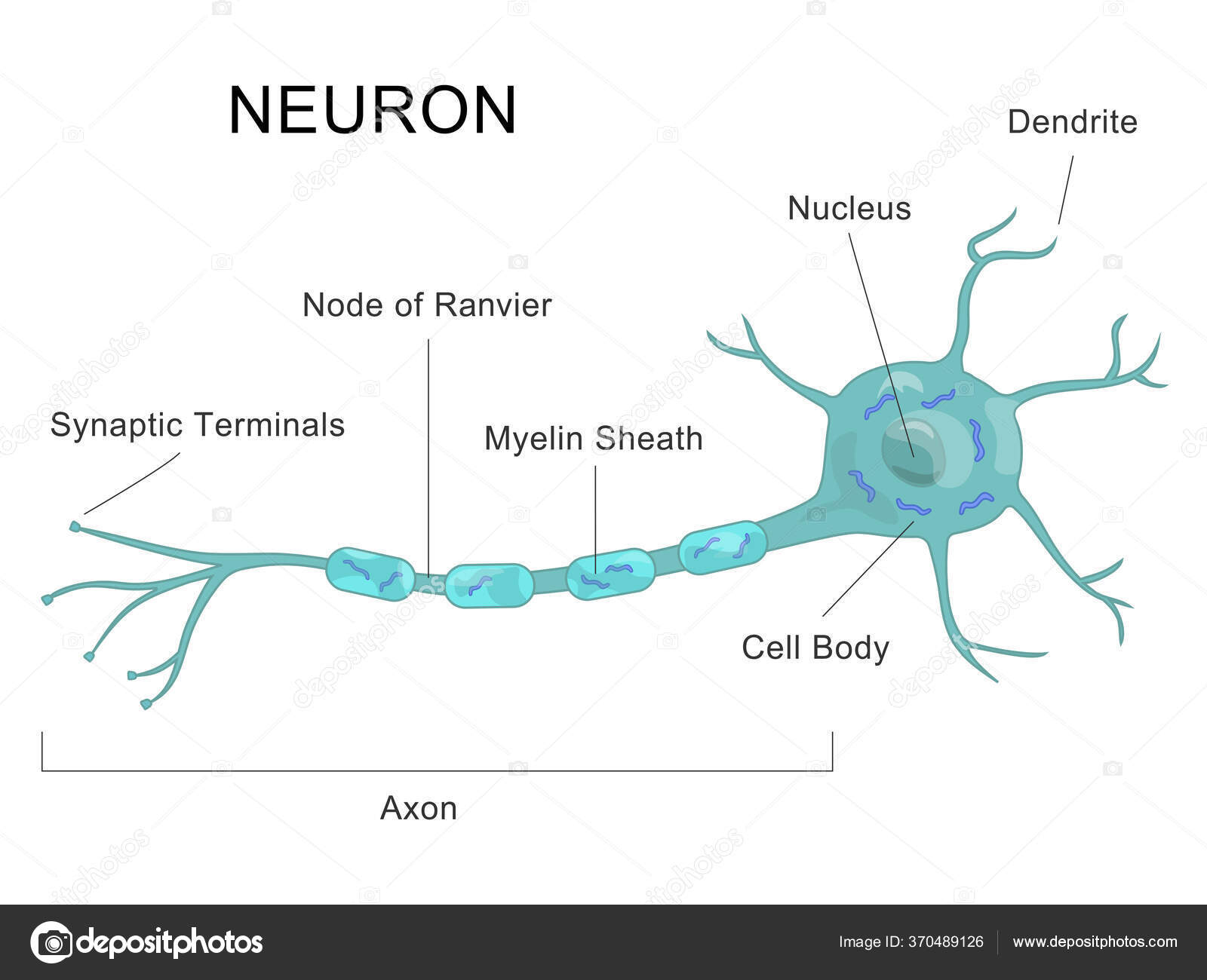 Neuron Cell Model Labeled