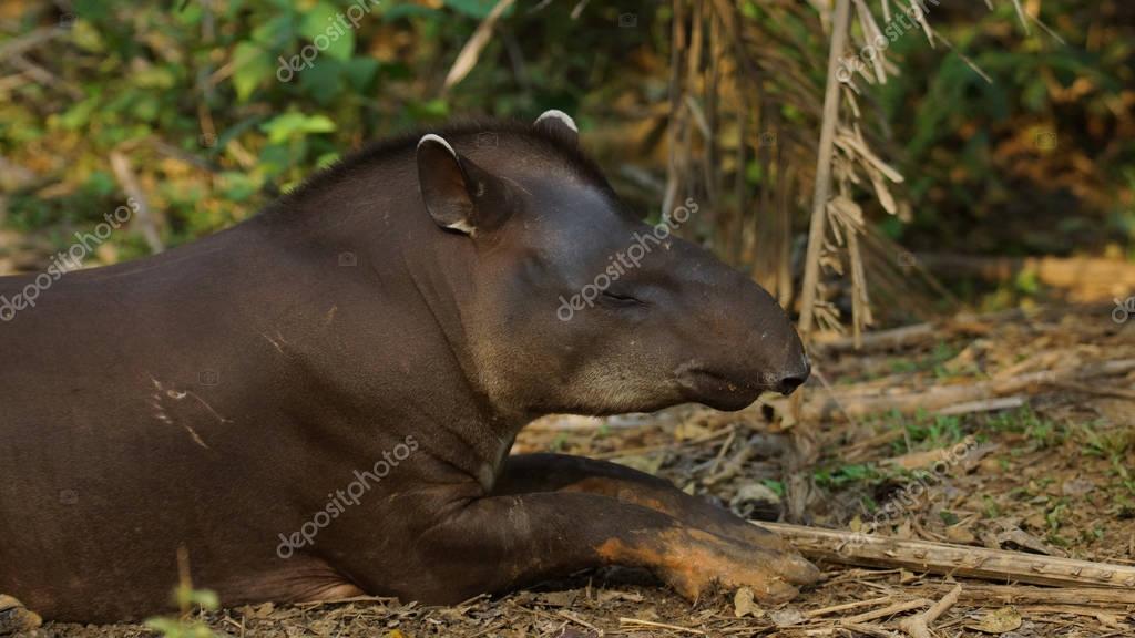 Tapir durmiendo en la amazonía ecuatoriana. Nombres comunes: Tapir, Danta. Nombre científico ...