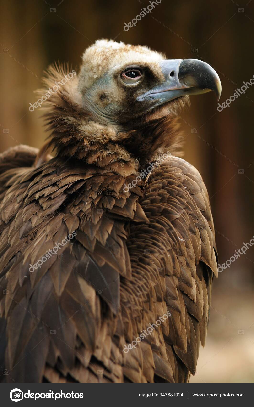 Eurasian Black Vulture Next To Human