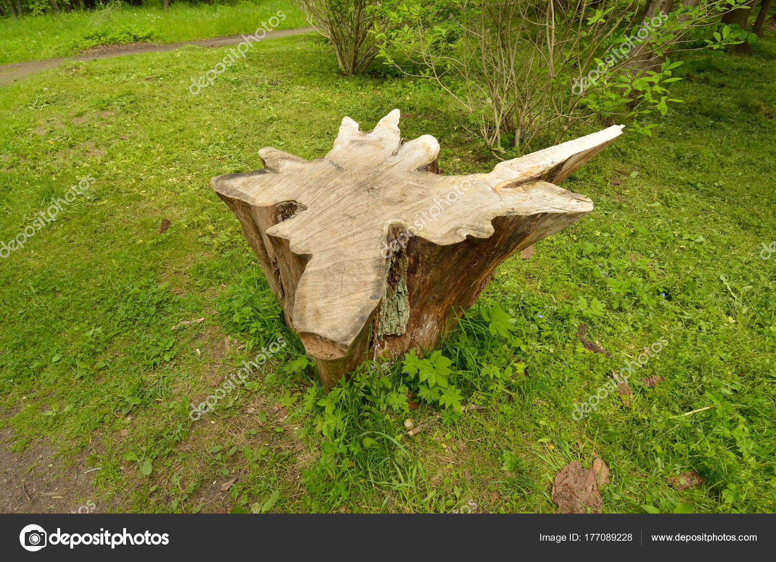 A rotten tree stump in the woods. — Stock Photo © parasunak.yandex.ru ...