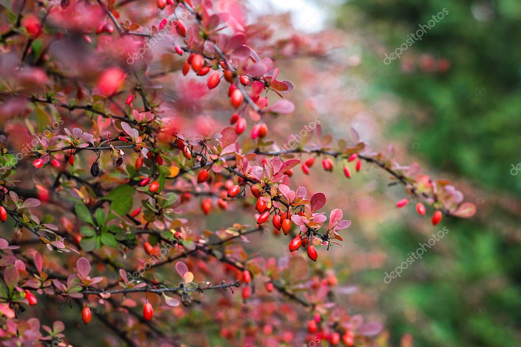 Barberry (Berberis vulgaris) branch fresh ripe berries natural green ...