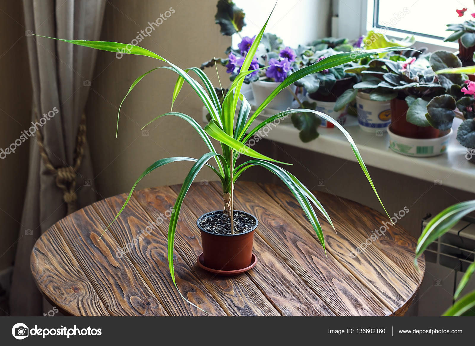 Beautiful tropical plant Pandanus tree Pandanus Palm selective focus ...