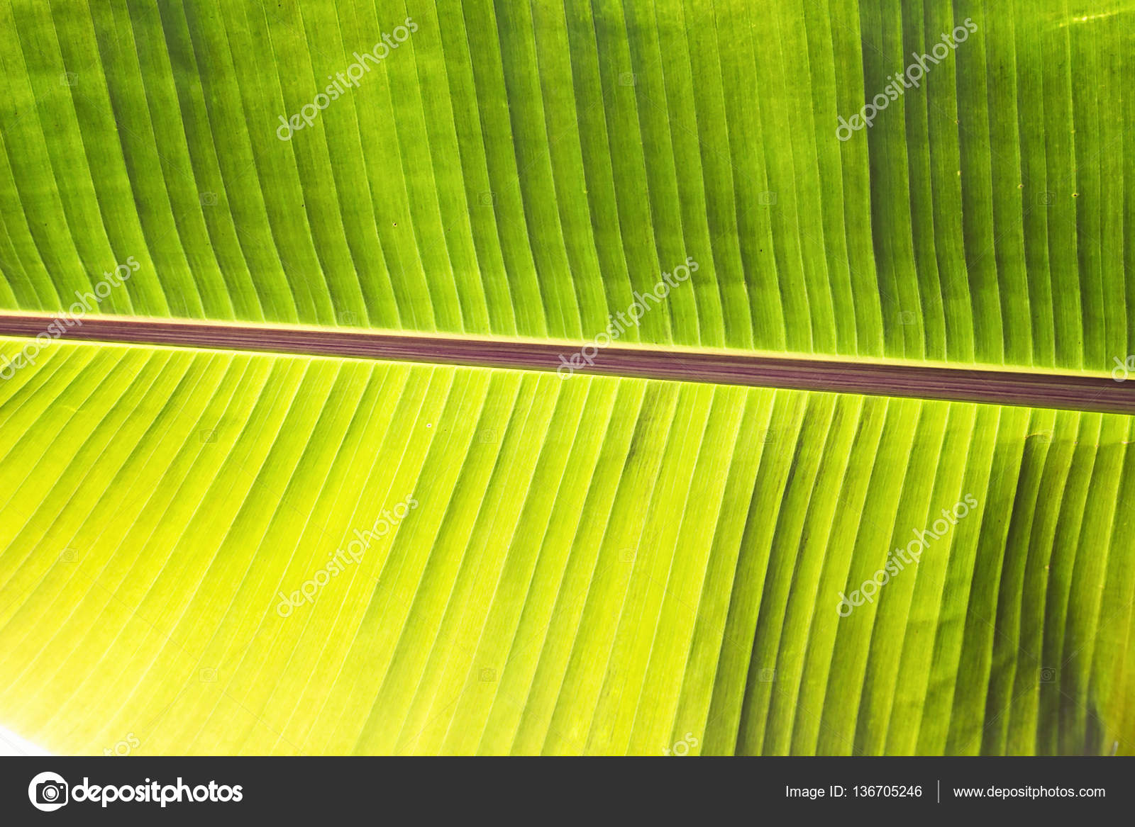 Banana Tree Leaf Texture