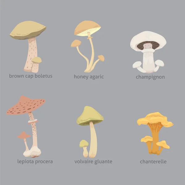 Différents types de champignons images libres de droit, photos de ...