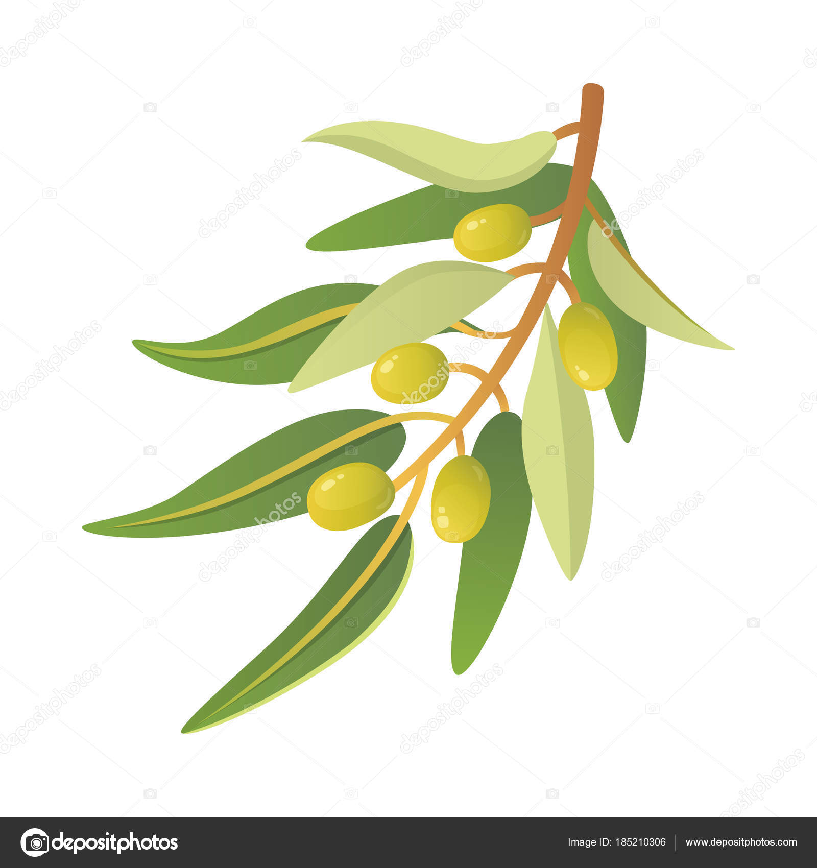 Olive Tree Branch Vector Olive Vektorgrafiken Zum Download