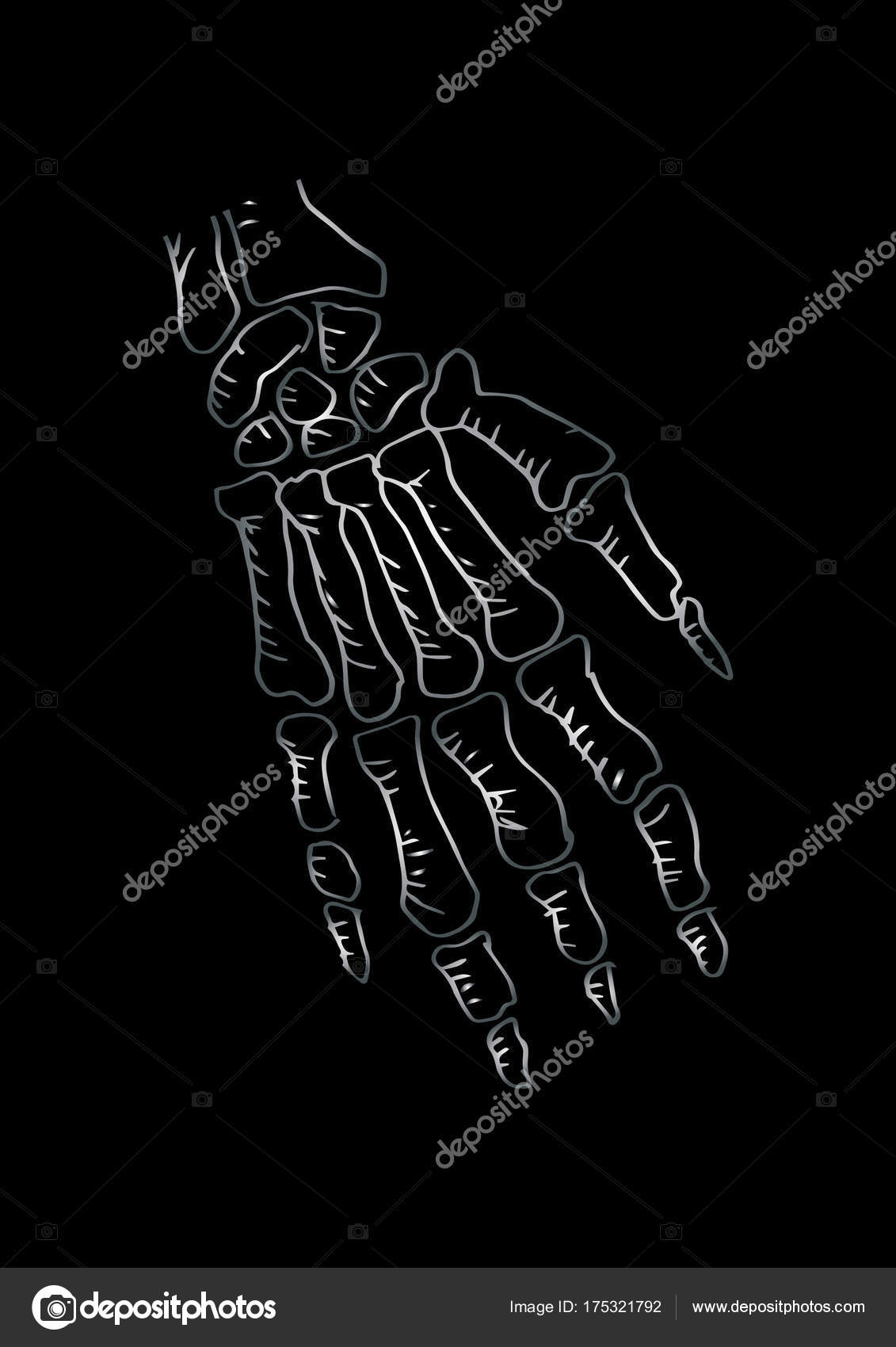 Mano Humana Incompleta Huesos — Foto de stock #175321792 © Handini