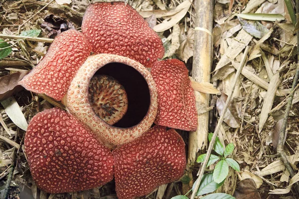 231 Rafflesia Pictures, Rafflesia Stock Photos & Images | Depositphotos®