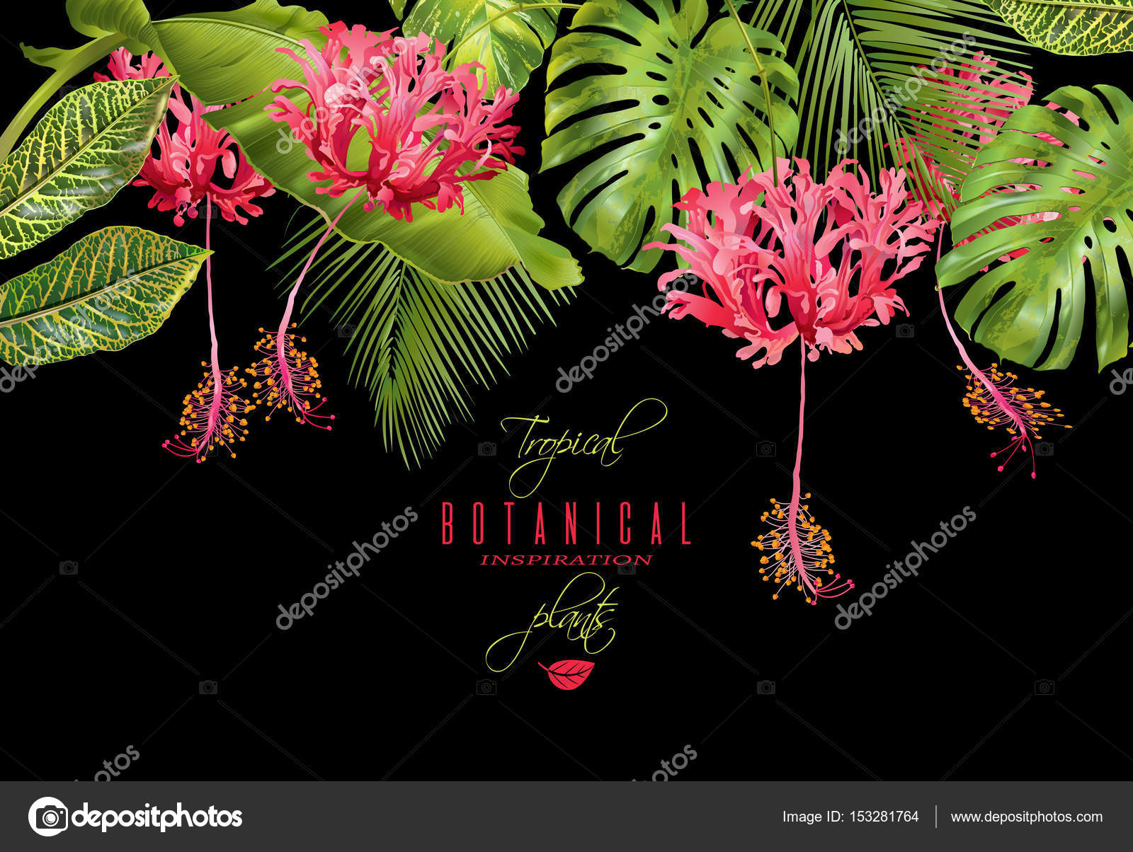 Tropical Flower Border Design Vector | Best Flower Site