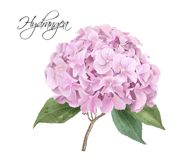 Vector pink realistic hydrangea Vector Art Stock Images | Depositphotos