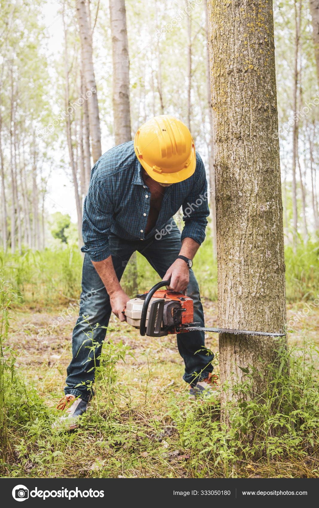 Lumberjack Chopping Tree
