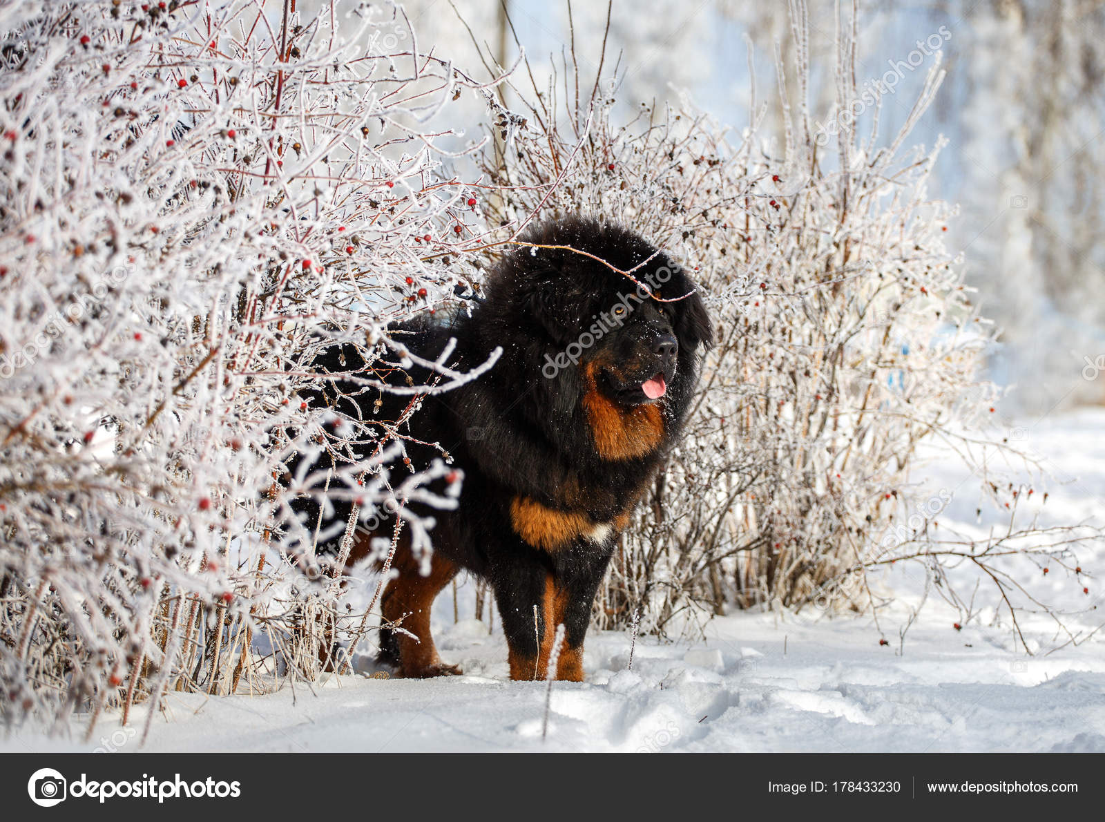 Beautiful Tibetan Mastiff Big Dog Background Winter Nature Stock Photo ...