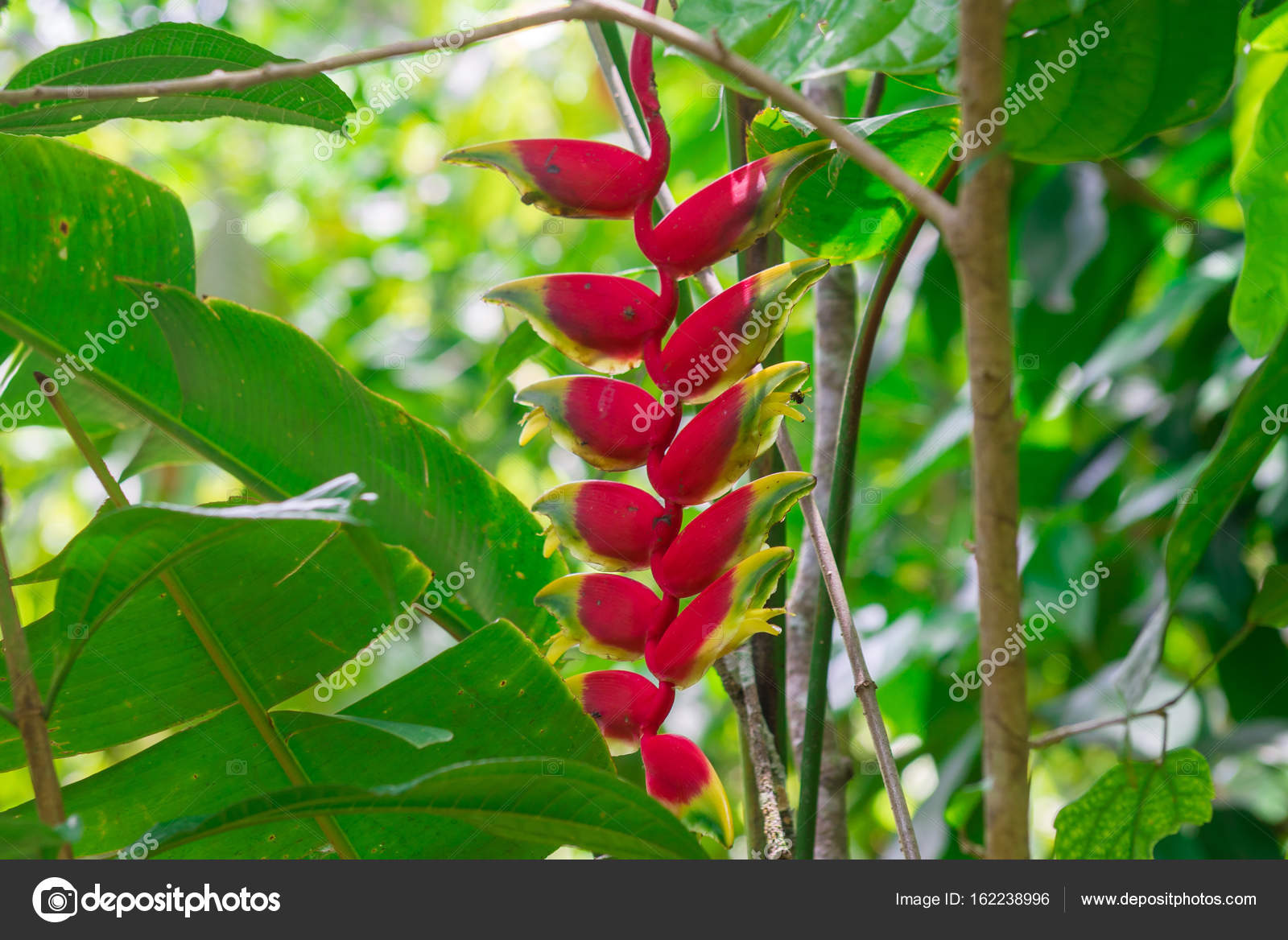 Hanging Lobster Claw Heliconia Rostrata Flower Isolated Forest Stock ...