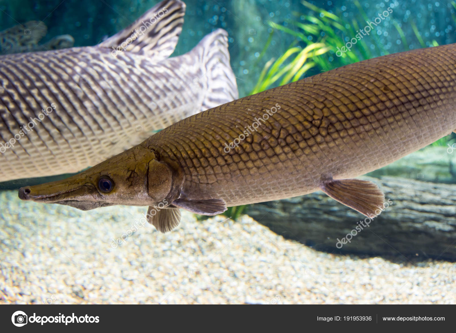 Baby Arapaima
