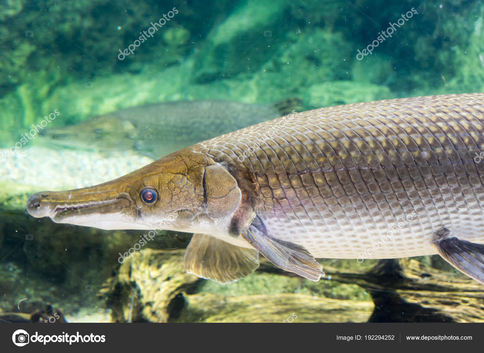 Arapaima Gigas Teeth
