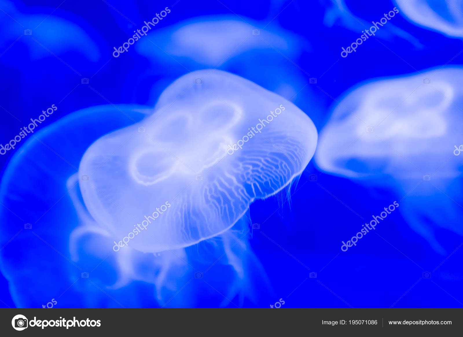 Moon jellyfish Aurelia aurita blue translucent color and blue ba Stock ...