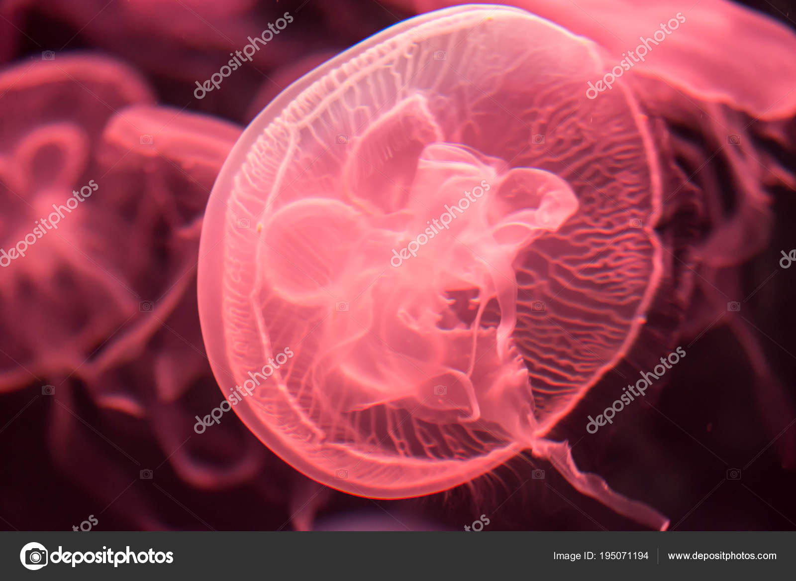 Fondo De Pantalla De Medusas Luna