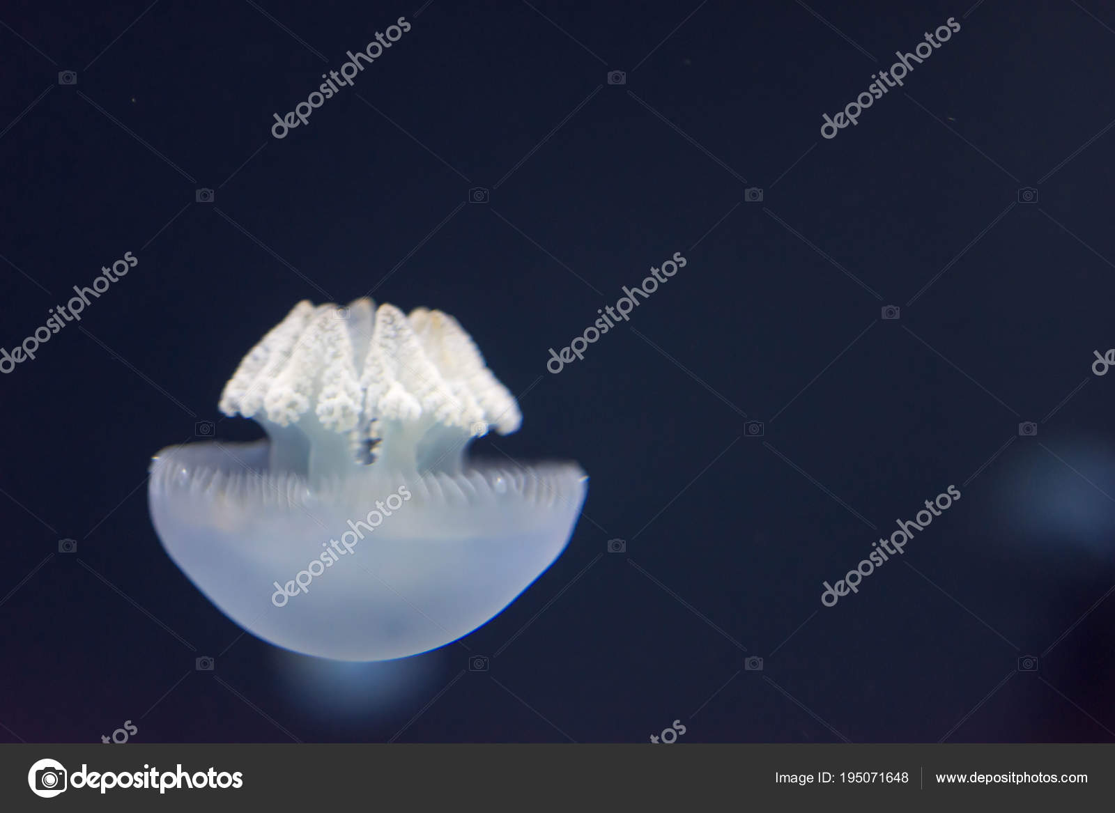 Breede River Jellyfish