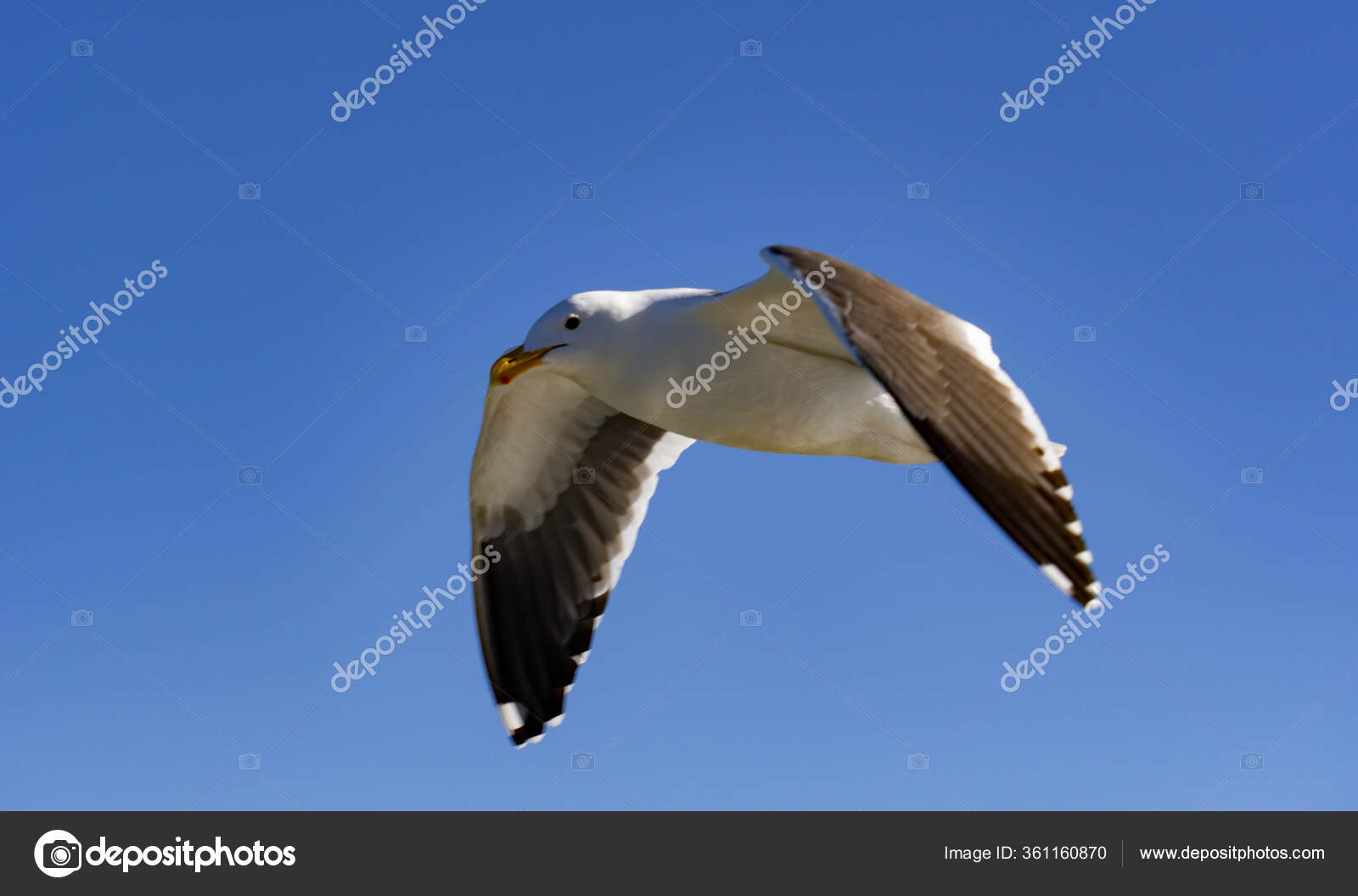 Close Shot Seagull Bird While Flying Wings Wide Open Gliding — Stock ...