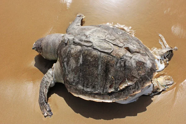 Dead turtle Stock Photos, Royalty Free Dead turtle Images | Depositphotos