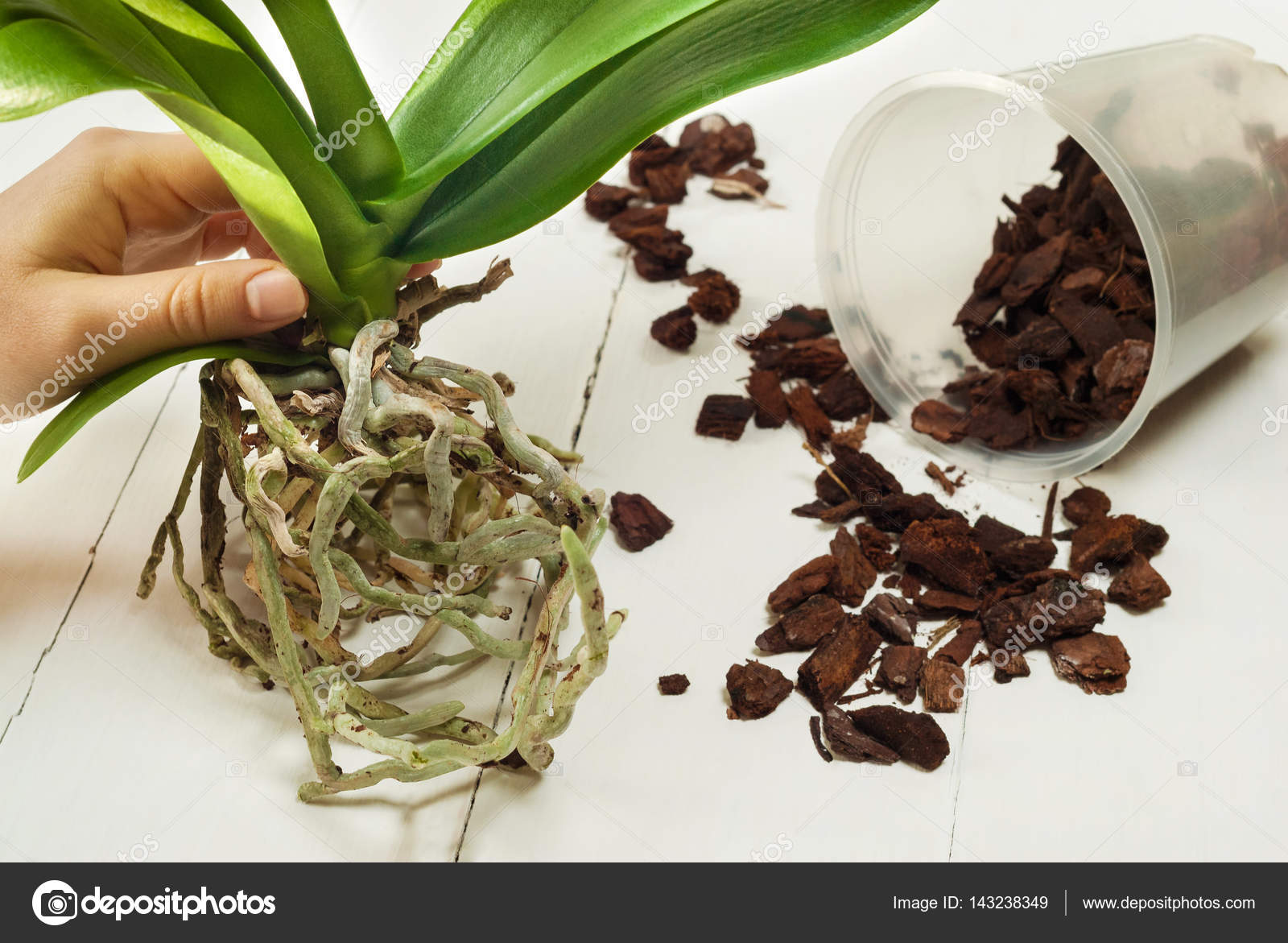 Orchid Phalaenopsis Roots