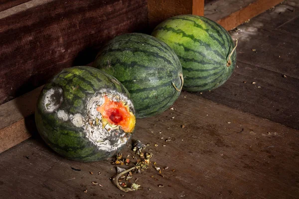 Fotos de Sandía podrido de stock, imágenes de Sandía podrido sin ...
